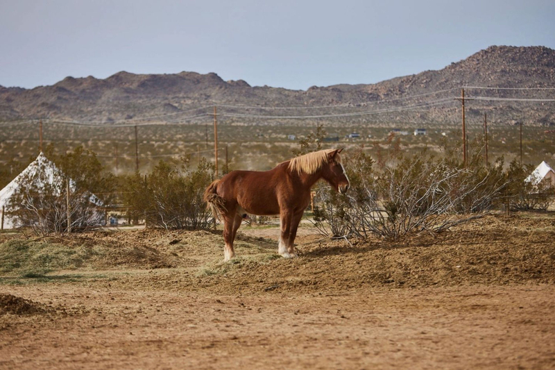 Tiket Animal Visit and Adventure Ride Experience in Joshua Tree Harga ...
