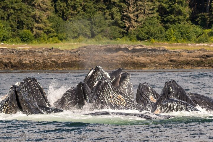 Tiket Ketchikan Ultimate Whale Watching, Wildlife, & Wilderness Dining ...