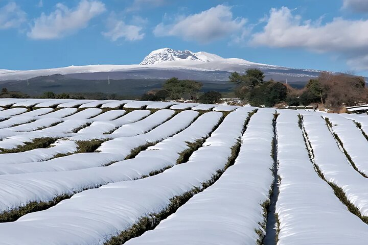 Tiket Jeju West South Winter Tour Snow, Camellia, Mandarin Picking ...