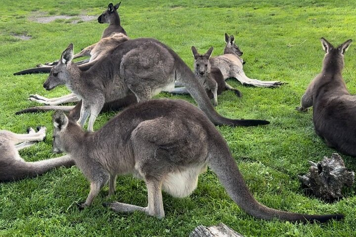 Tiket Puffing Billy and Phillip Island Day Tour(Melbourne Chinese Tour ...