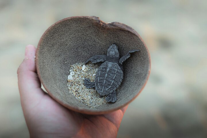 Get Ticket Bali Horse Riding and Turtle Release at Saba Beach Promo ...