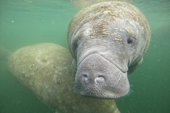 Tiket Semi Private Manatee Swim Tour Harga Promo - tiket.com
