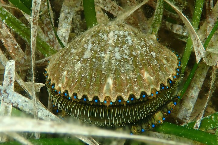 Tiket Premier Scalloping Adventure on Florida's Nature Coast Harga ...