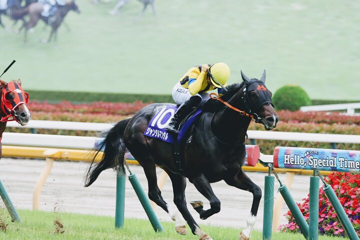 Tiket Horse Racing Tour with Local Fans in Tokyo, Oi Racecourse Harga ...