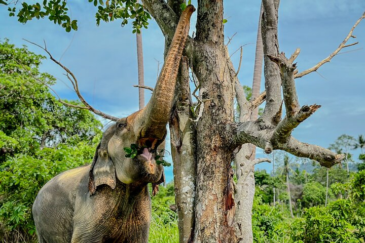 Tiket Koh Samui Elephant Home Sanctuary and the first Elephant Museum ...