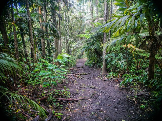 Tiket Kona Cloud Forest Sanctuary Pantropical Tour (1.5 hrs) Harga ...