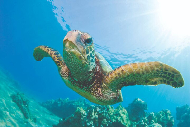 Tiket Turtle Reef Snorkeling and Sailing Experience from Port Waikiki ...