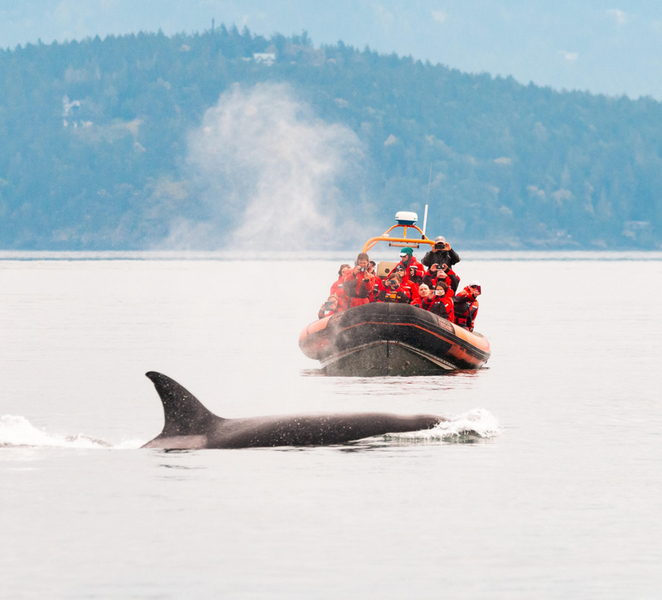 Tiket Victoria: 3-Hour Zodiac Whale-Watching Tour Harga Promo - tiket.com