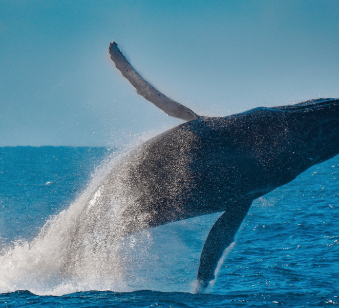 Tiket Mooloolaba: Whale Watching Cruise Harga Promo - tiket.com