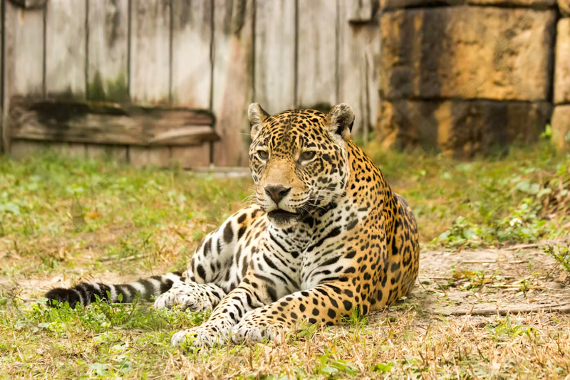Get Ticket Zoo Miami Ticket Promo Prices - tiket.com