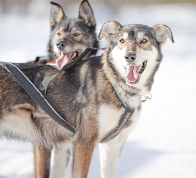 Get Ticket Levi: Guide-driven Husky Safari Promo Prices - tiket.com