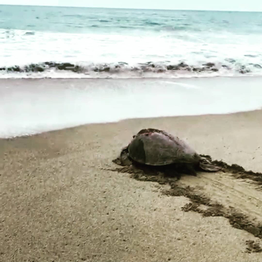 Java Turtle Lodge Meru Betiri: Harga Diskon + Promo Hotel 2024