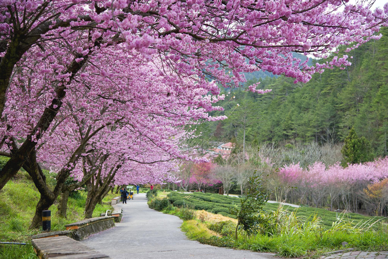 Li Shan Wuling Cherry Blossom Season, Musen Small Hall, Taichung ...