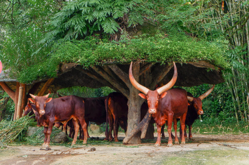 Hotel O Bogor near Taman Safari formerly Ken Raudhah Inn Diskon s.d 50% ...